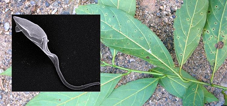 COMPOSTO DE PLANTA BRASILEIRA COMBATE LEISHMANIOSE E DOENÇA DE CHAGAS ...