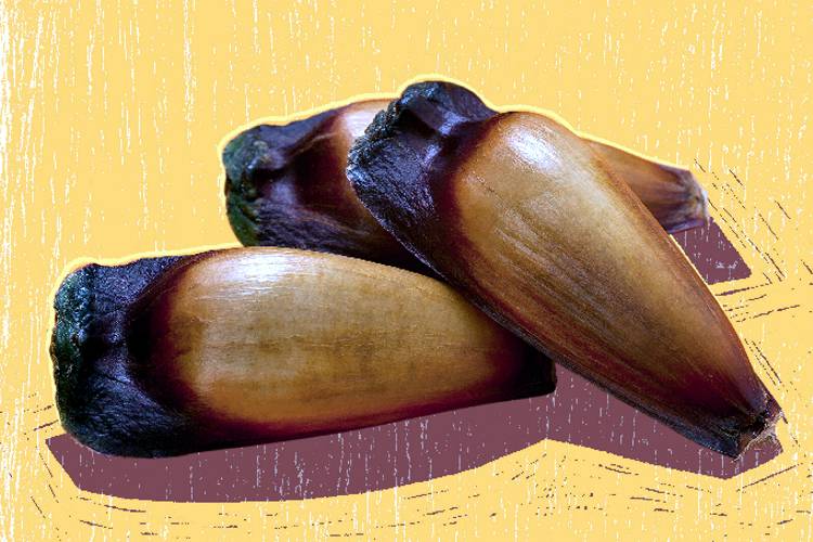 PARA ENTENDER OS BENEFÍCIOS E NUTRIENTES DO PINHÃO - Mural do Paraná